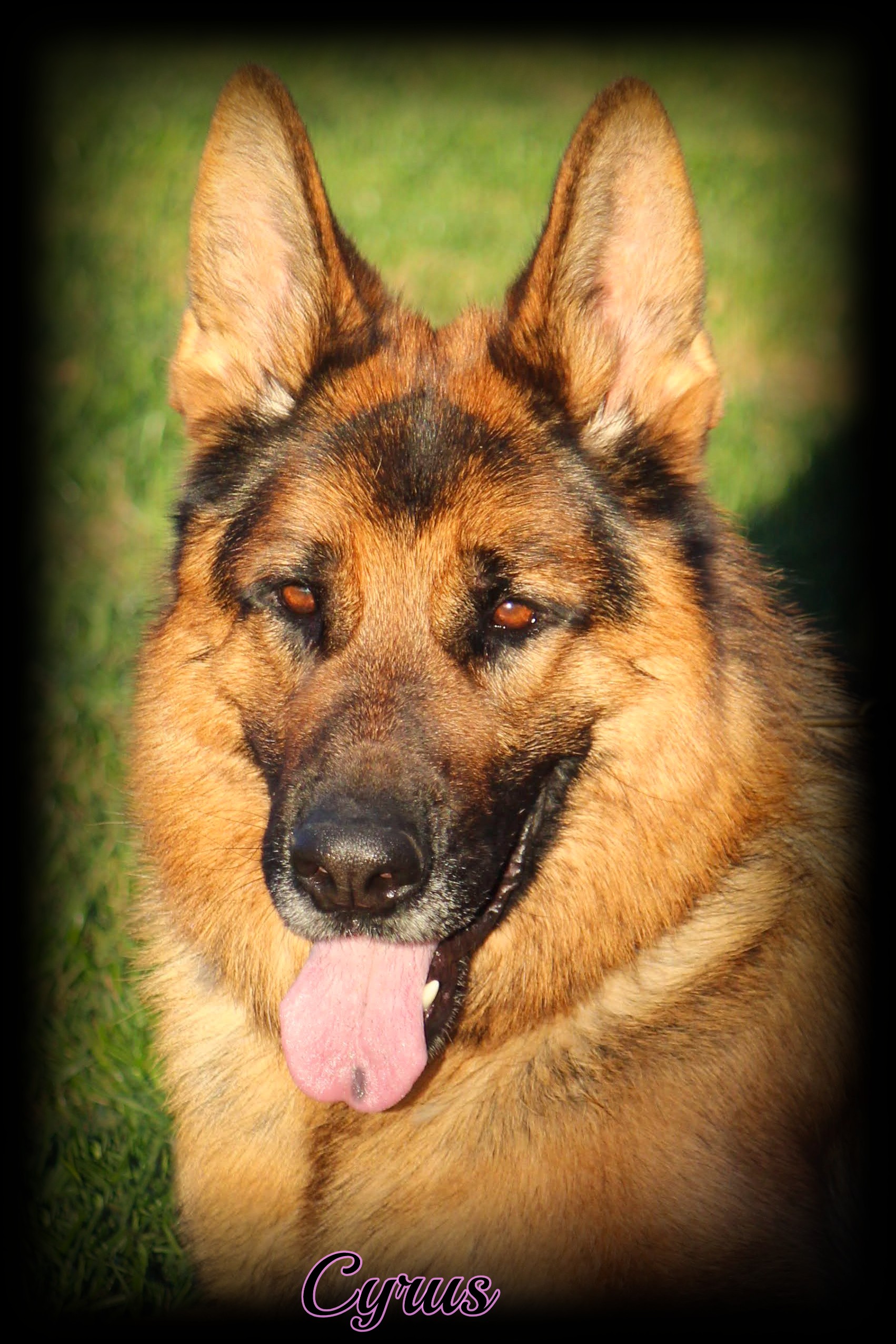 So Cal German Shepherds - Cyrus